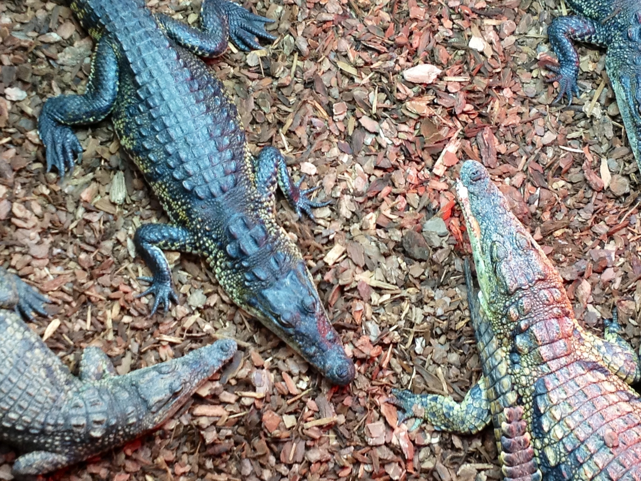 Crocodiles of the World, near Brize Norton, Oxfordshire - A family day out