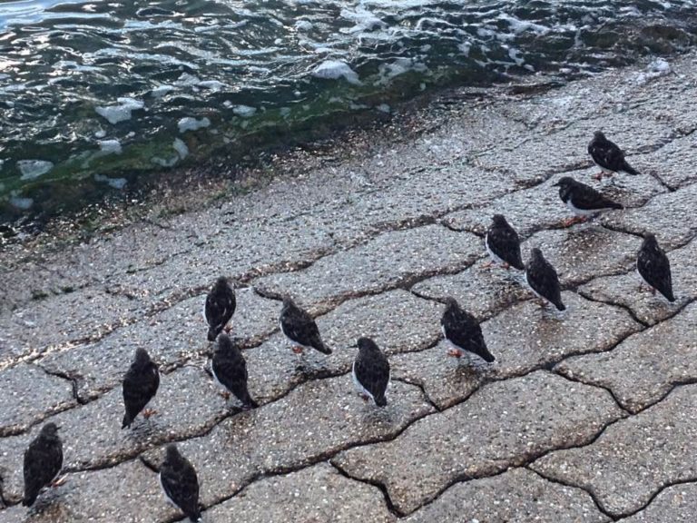 A family walk around Lepe Loop, Hampshire - A family day out